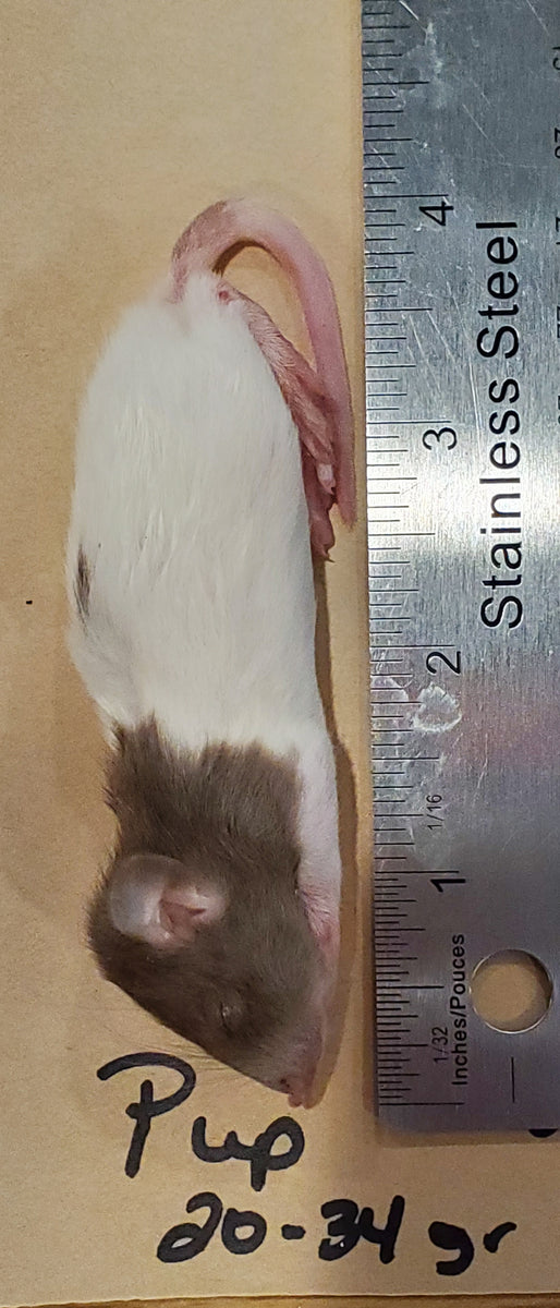 Rats Frozen Various Sizes – FirstStrike Reptile Supplies