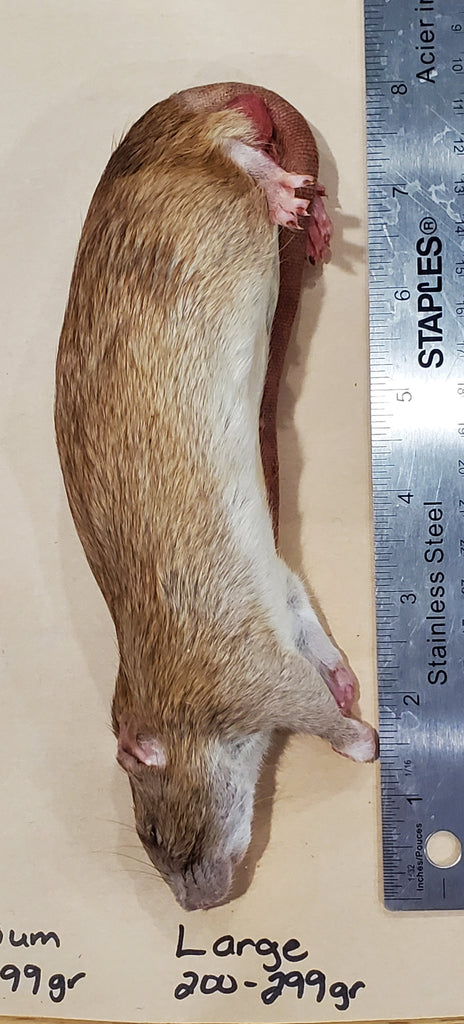 Rats Frozen Various Sizes – FirstStrike Reptile Supplies