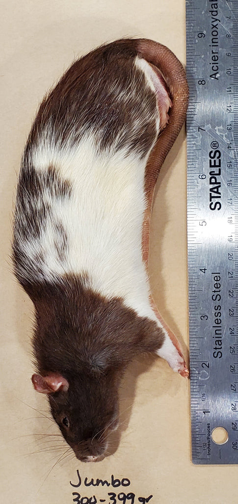 Rats Frozen Various Sizes – FirstStrike Reptile Supplies