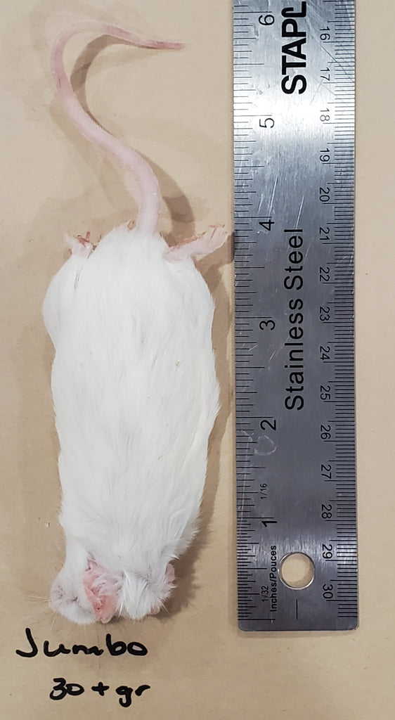 Mice Frozen Various Sizes – FirstStrike Reptile Supplies