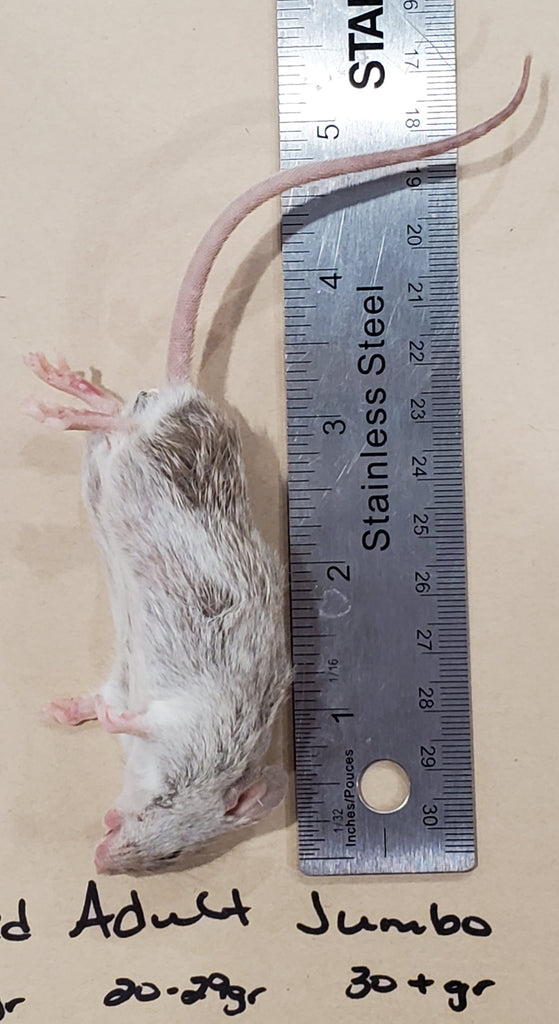 Mice Frozen Various Sizes – FirstStrike Reptile Supplies