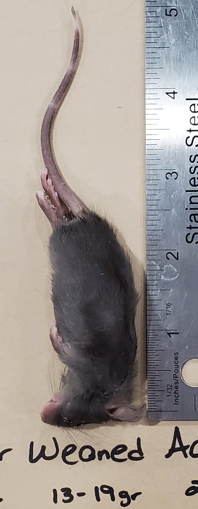 Mice Frozen Various Sizes – FirstStrike Reptile Supplies