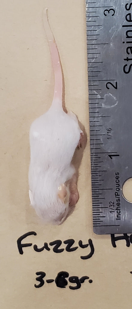 Mice Frozen Various Sizes – FirstStrike Reptile Supplies