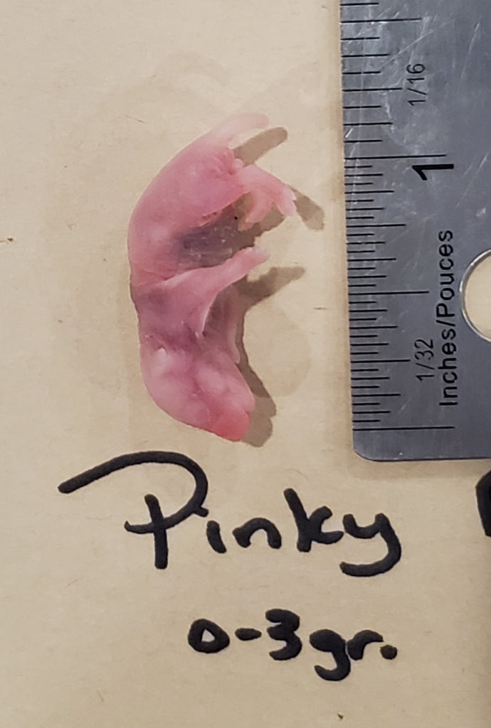 Mice Frozen Various Sizes – FirstStrike Reptile Supplies