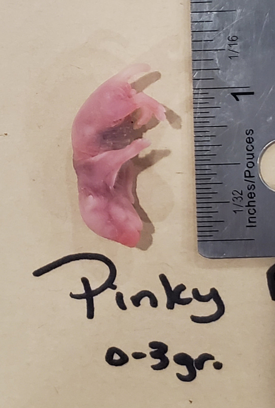 Mice Frozen Various Sizes – FirstStrike Reptile Supplies